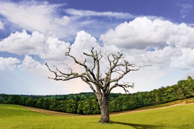 The Dreaming Tree jigsaw puzzle in Great Sightings puzzles on ...