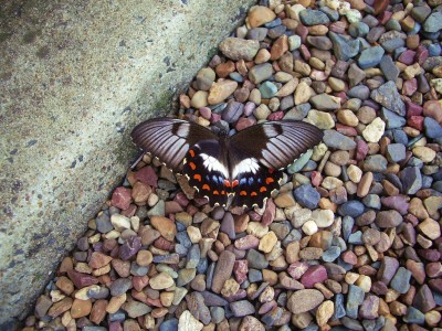 Butterfly jigsaw puzzle in Puzzle of the Day puzzles on ...