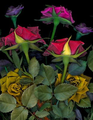 Roses jigsaw puzzle in Puzzle of the Day puzzles on TheJigsawPuzzles ...