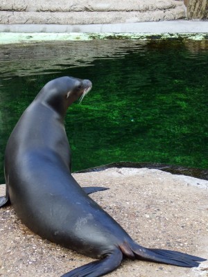 Artis Zoo, Amsterdam jigsaw puzzle in Animals puzzles on ...