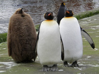 One of These Things Is Not Like the Others jigsaw puzzle in Animals ...