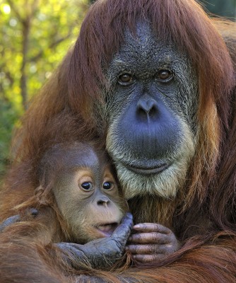Ramat Gan Safari Zoo jigsaw puzzle in Animals puzzles on ...