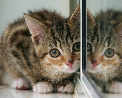 Reflection jigsaw puzzle in Puzzle of the Day puzzles on ...