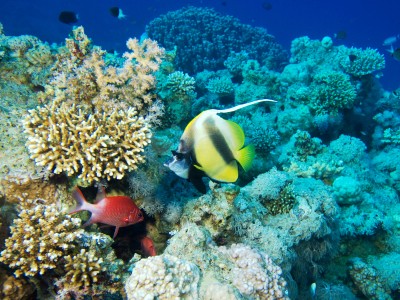 Bannerfish in the Red Sea jigsaw puzzle in Under the Sea puzzles on ...