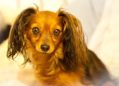 Yasha, Russian Toy Terrier jigsaw puzzle in Animals puzzles on ...