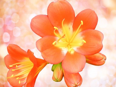 Flower jigsaw puzzle in Macro puzzles on TheJigsawPuzzles.com (#4831898)