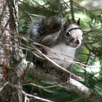 Sequoia National Park, California jigsaw puzzle in Animals puzzles on ...