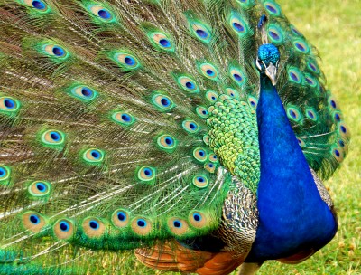 Peacock in Toronto Zoo jigsaw puzzle in Animals puzzles on ...