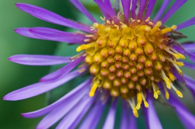 Éclater Puzzle en Fleurs puzzles sur TheJigsawPuzzles.com