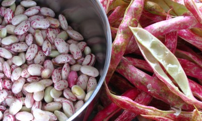 Fresh Beans jigsaw puzzle in Fruits & Veggies puzzles on ...