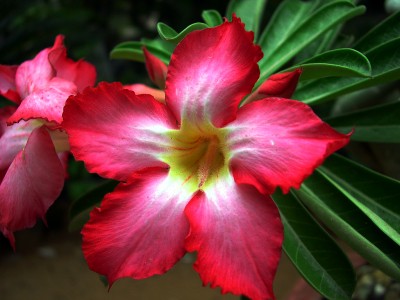 Garden Flower jigsaw puzzle in Flowers puzzles on TheJigsawPuzzles.com
