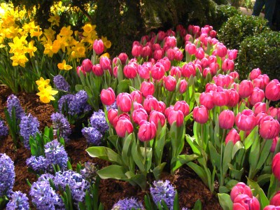 Spring Flowers jigsaw puzzle in Flowers puzzles on TheJigsawPuzzles.com ...