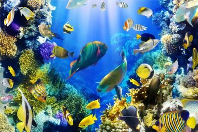 Coral Reef jigsaw puzzle in Under the Sea puzzles on TheJigsawPuzzles ...