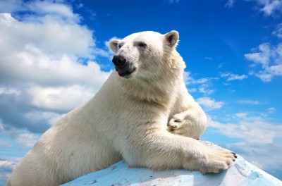 Polar Bear jigsaw puzzle in Animals puzzles on TheJigsawPuzzles.com ...