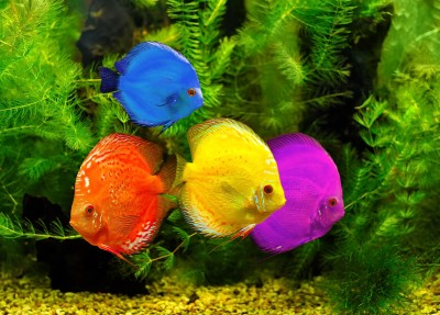 Colorful Fish jigsaw puzzle in Under the Sea puzzles on ...