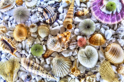 Seashells jigsaw puzzle in Puzzle of the Day puzzles on ...
