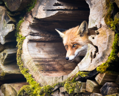 Red Fox jigsaw puzzle in Animals puzzles on TheJigsawPuzzles.com (#6475133)