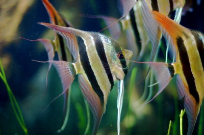 Angel Fish jigsaw puzzle in Puzzle of the Day puzzles on ...