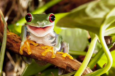 Red-Eyed Tree Frog jigsaw puzzle in Puzzle of the Day puzzles on ...