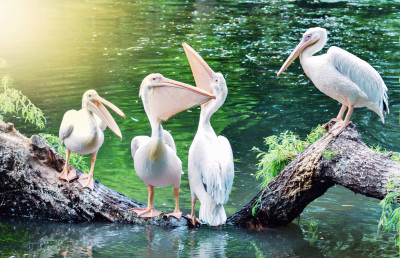Pélicans Puzzle en Animaux puzzles sur TheJigsawPuzzles.com