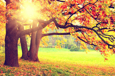 Autumn Forest Landscape jigsaw puzzle in Great Sightings puzzles on ...