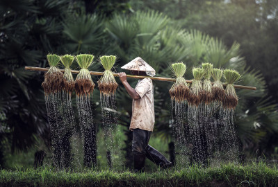 Rice Farming in Vietnam jigsaw puzzle in People puzzles on ...