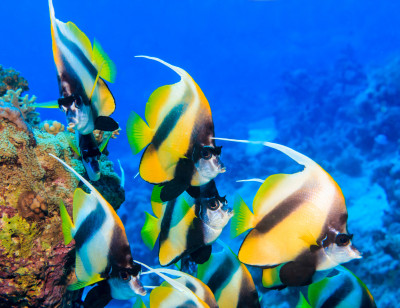 Fish of the Red Sea jigsaw puzzle in Under the Sea puzzles on ...
