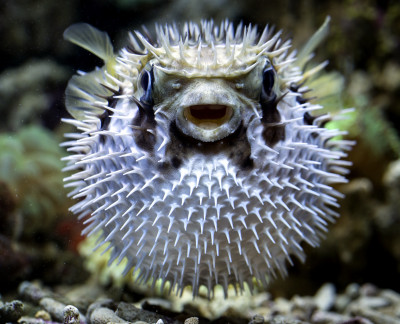 Puffer Fish jigsaw puzzle in Under the Sea puzzles on TheJigsawPuzzles.com