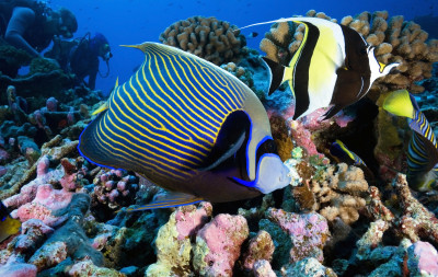 Angelfish jigsaw puzzle in Under the Sea puzzles on TheJigsawPuzzles ...