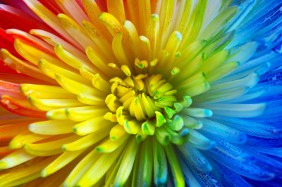 Rainbow Flower jigsaw puzzle in Puzzle of the Day puzzles on ...