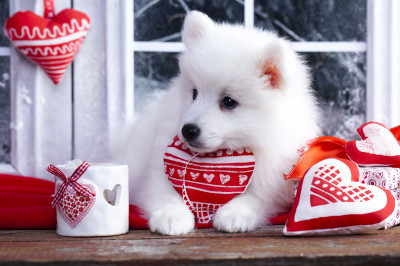 Valentine Samoyed Puppy Dog jigsaw puzzle in Valentine's Day puzzles on ...