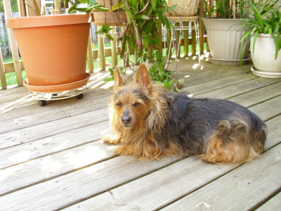 Posey sunning on back porch jigsaw puzzle in Carolyn puzzles on ...
