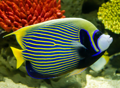 Emperor Angelfish jigsaw puzzle in Under the Sea puzzles on ...