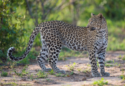 Leopard in South Africa jigsaw puzzle in Animals puzzles on ...
