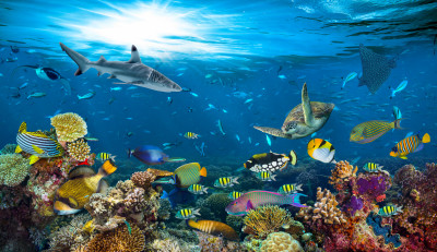 Coral Reef Wildlife jigsaw puzzle in Under the Sea puzzles on ...