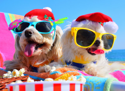 Puppies on the Beach jigsaw puzzle in Animals puzzles on ...