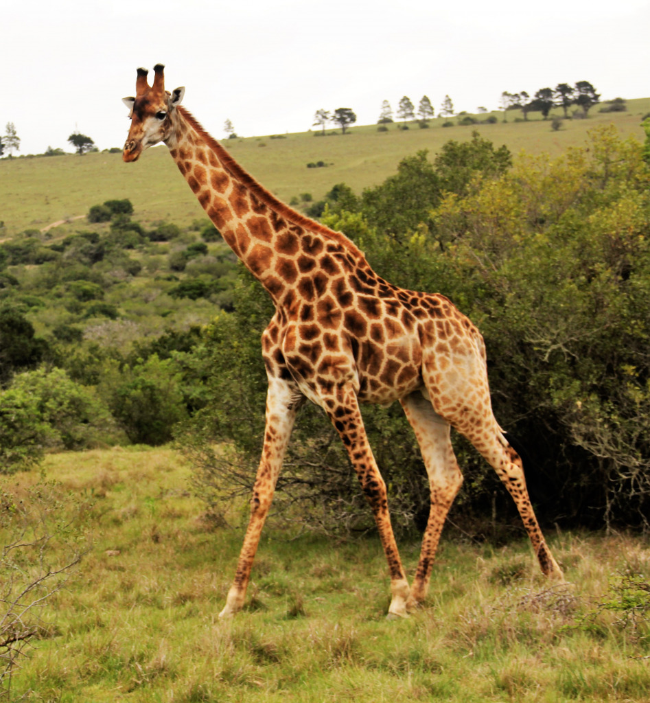 giraffe 1 jigsaw puzzle in John Rickards puzzles on TheJigsawPuzzles.com