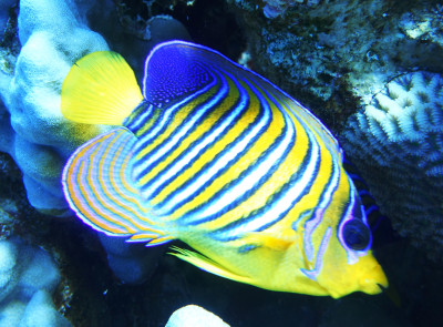 Royal Angelfish jigsaw puzzle in Under the Sea puzzles on ...