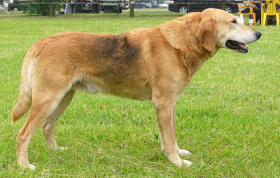 Perro jigsaw puzzle in Nadia Martin puzzles on TheJigsawPuzzles.com