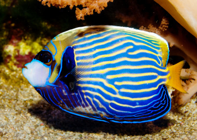 Emperor Angelfish jigsaw puzzle in Under the Sea puzzles on ...