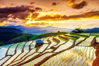 Rice Terraces in Chiangmai, Thailand jigsaw puzzle in Great Sightings ...