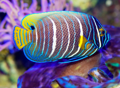 Blueface Angelfish jigsaw puzzle in Puzzle of the Day puzzles on ...