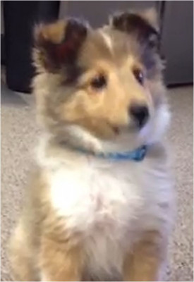 140917 Rusty jigsaw puzzle in Susan Mahoney puzzles on TheJigsawPuzzles.com