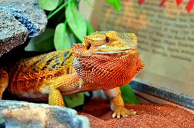 A Central Bearded Dragon jigsaw puzzle in Animals puzzles on ...
