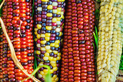 Rainbow Corn jigsaw puzzle in Fruits & Veggies puzzles on ...