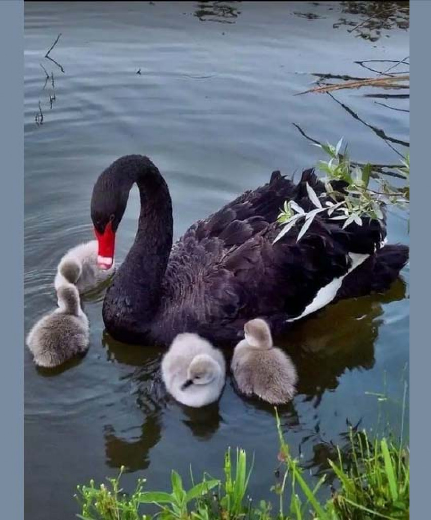 BlackSwans Babies jigsaw puzzle in Susan Hebert puzzles on ...