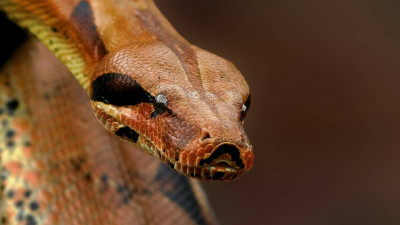 Reptiles_1920_01_0007 jigsaw puzzle in Елена puzzles on ...