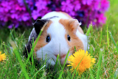 Guinea Pig with Dandelion jigsaw puzzle in Animals puzzles on ...