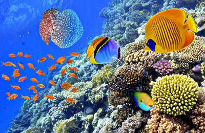 Underwater World with Corals and Tropical Fish jigsaw puzzle in Under ...