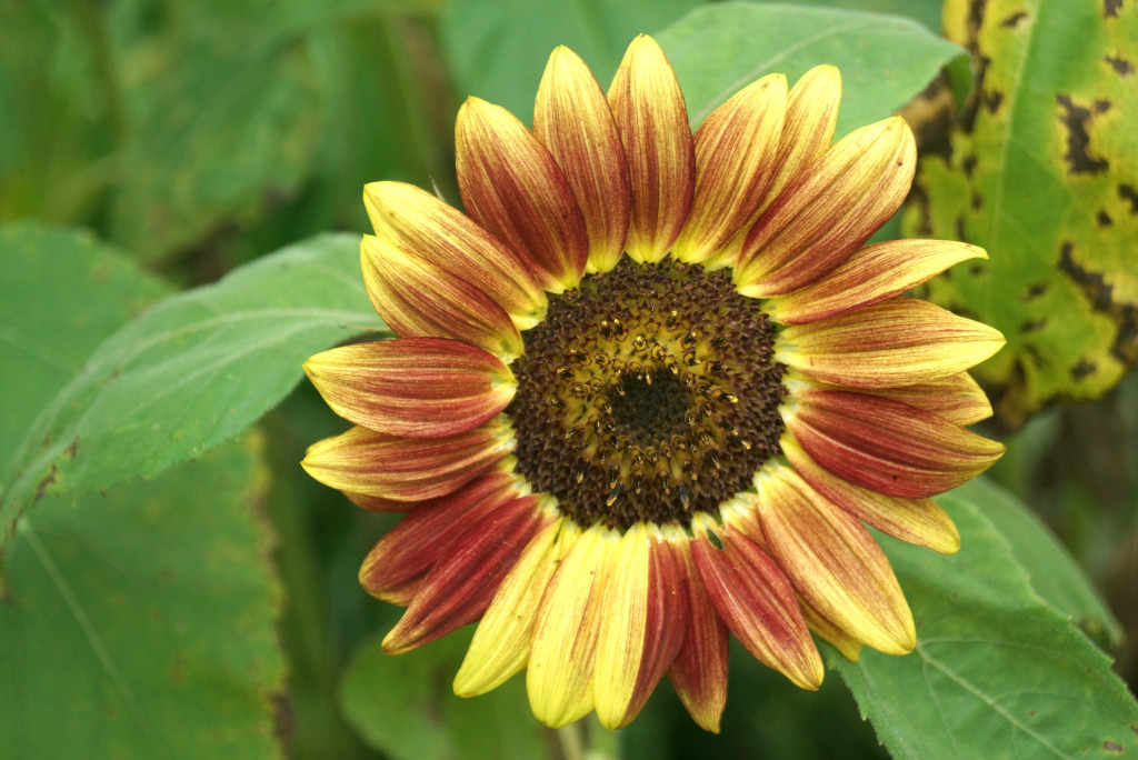 ERIE2025 856a jigsaw puzzle in Mike Quino puzzles on TheJigsawPuzzles.com